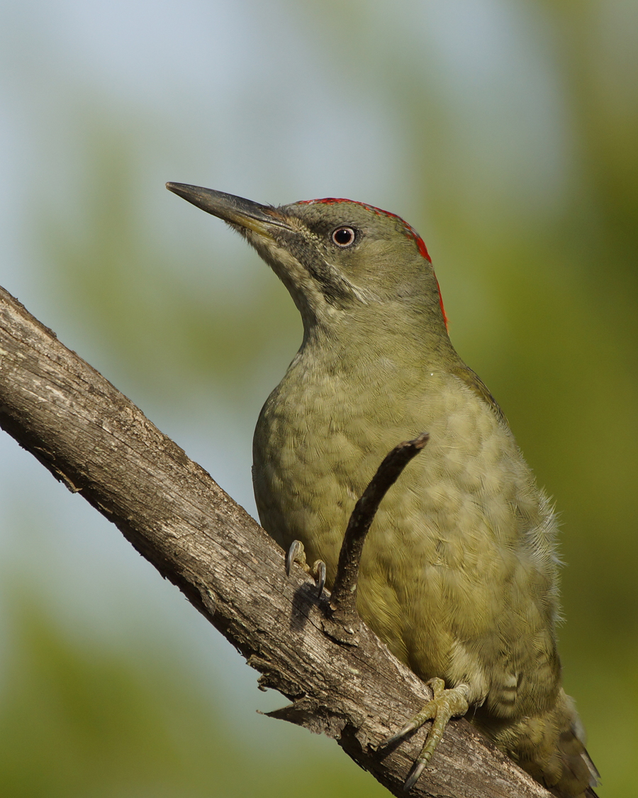 Pasión por las aves: Pito real.(Picus viridis)