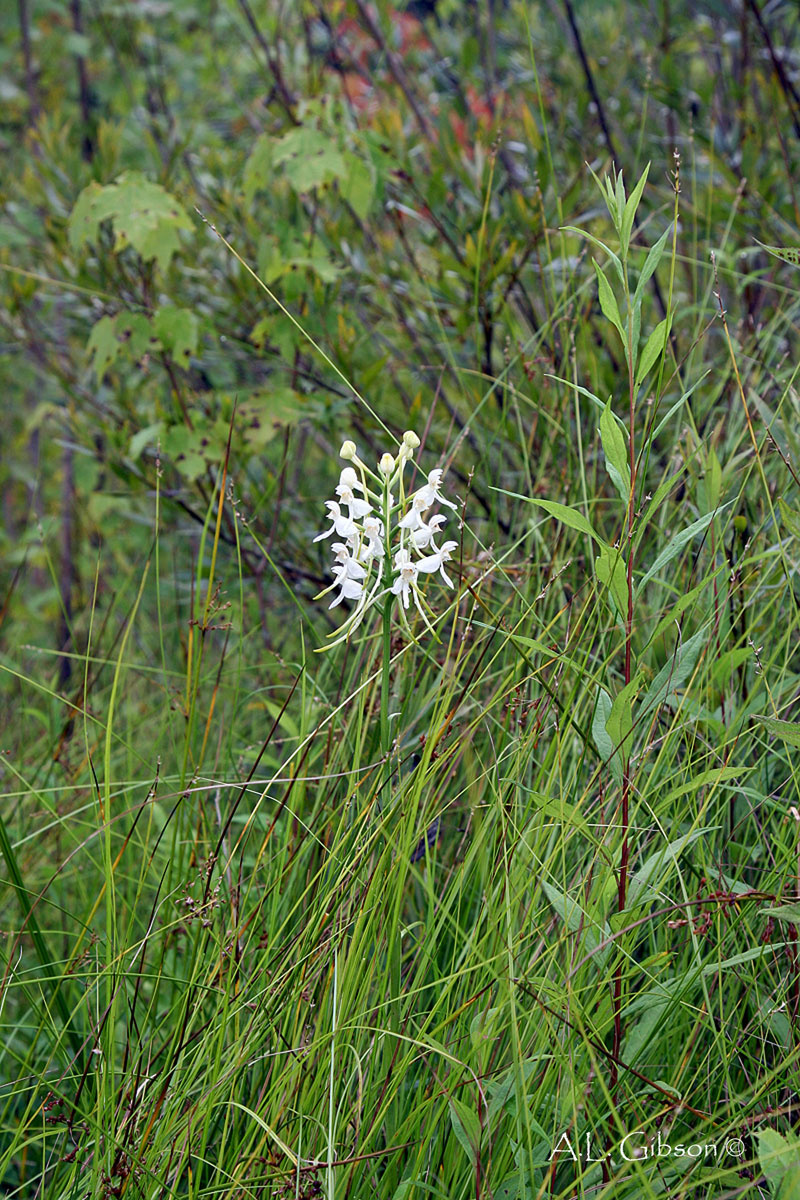 The Buckeye Botanist Plethora Of Platanthera Orchids