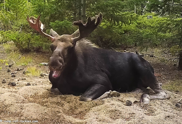 Romping and Rolling in the Rockies: Moose During Mating Season
