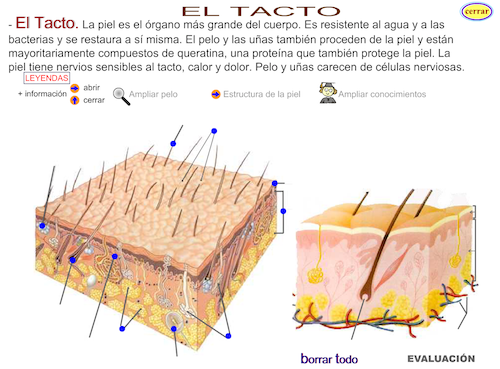 El cuerpo humano 6ºB: Las partes el órgano del tacto