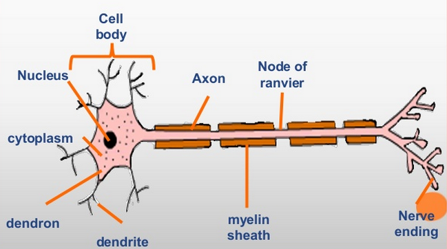#118 Control and co-ordination in mammals, the nervous system | Biology ...