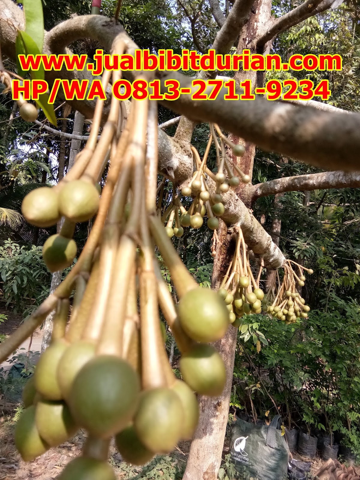 Bibit Durian Bawor, Cara Tanam Durian Bawor, Durian Bawor, Budidaya ...