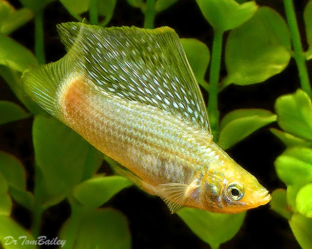 MOLLY FISH photos - wallpapers | the fun bank