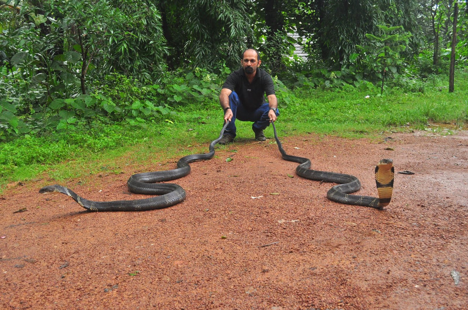 Tech Mangalore: King Kobra cool pictures