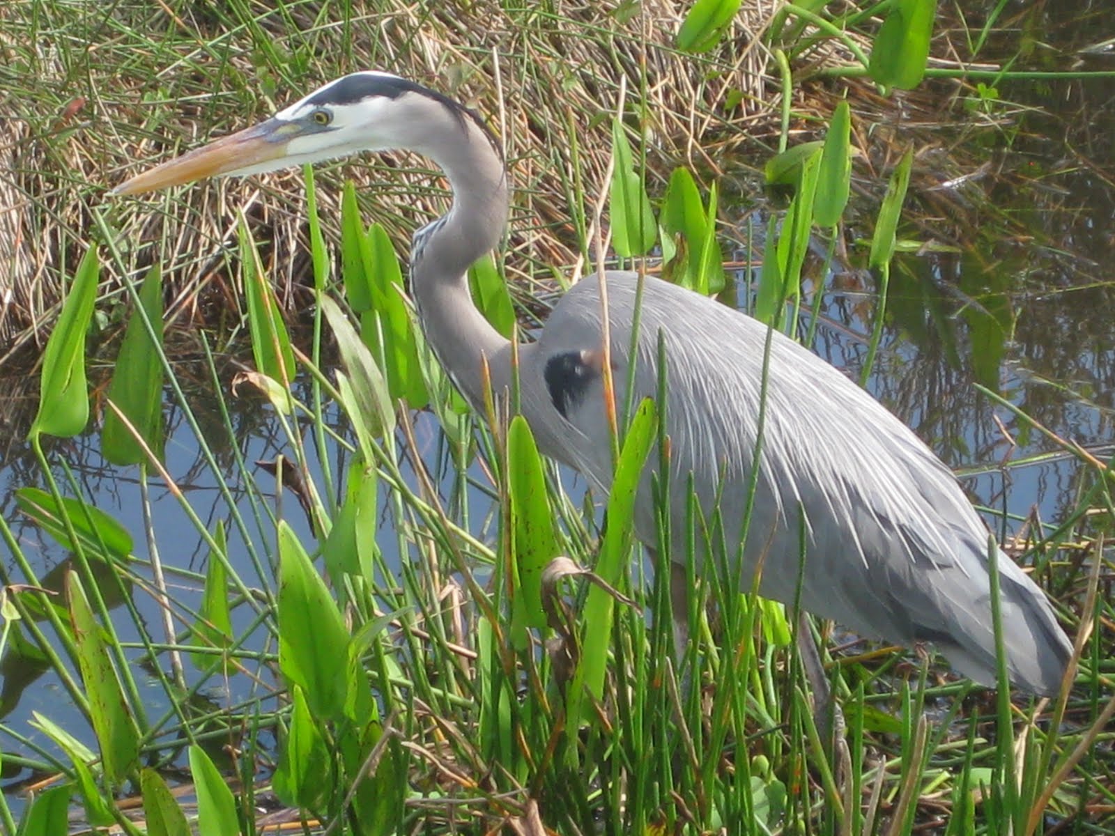 Deckers on the Road: Everglades: A Birder's Paradise
