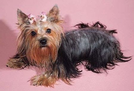 Yorkshire terrier