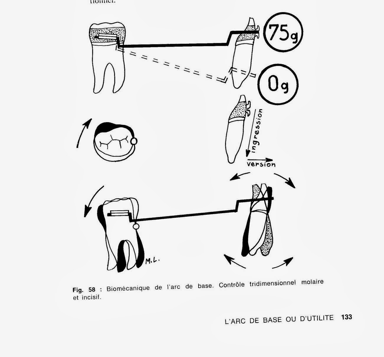 orthopedie dento-facial pour les etudients: L’ ARCS DE BASE DE RICKETTS ...