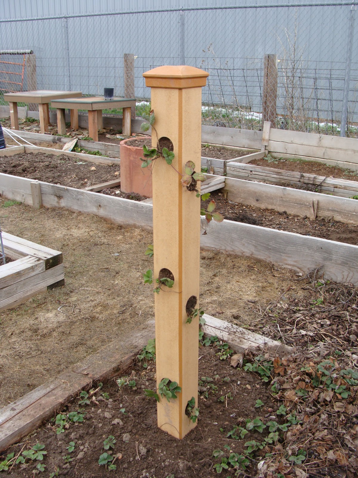 PassAlong Plants: Strawberry Tower