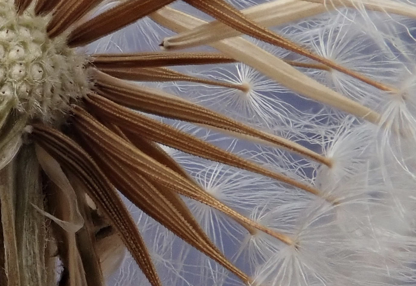 Violets and others: Hawksbeards ( Crepis capillaris, Crepis vesicaria ...