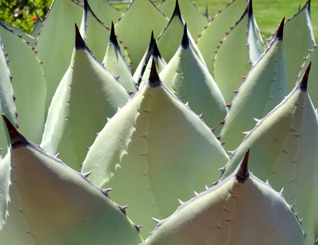 danger garden: Filoli