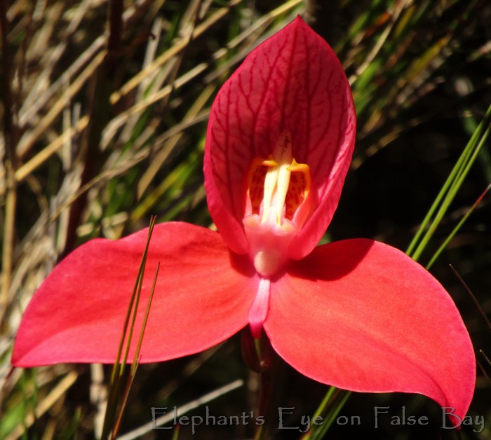 In a Vase on Monday and mountain flowers