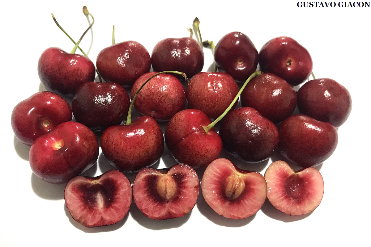 Viveiro Ciprest - Plantas Nativas e Exóticas: Cereja Européia ou ...