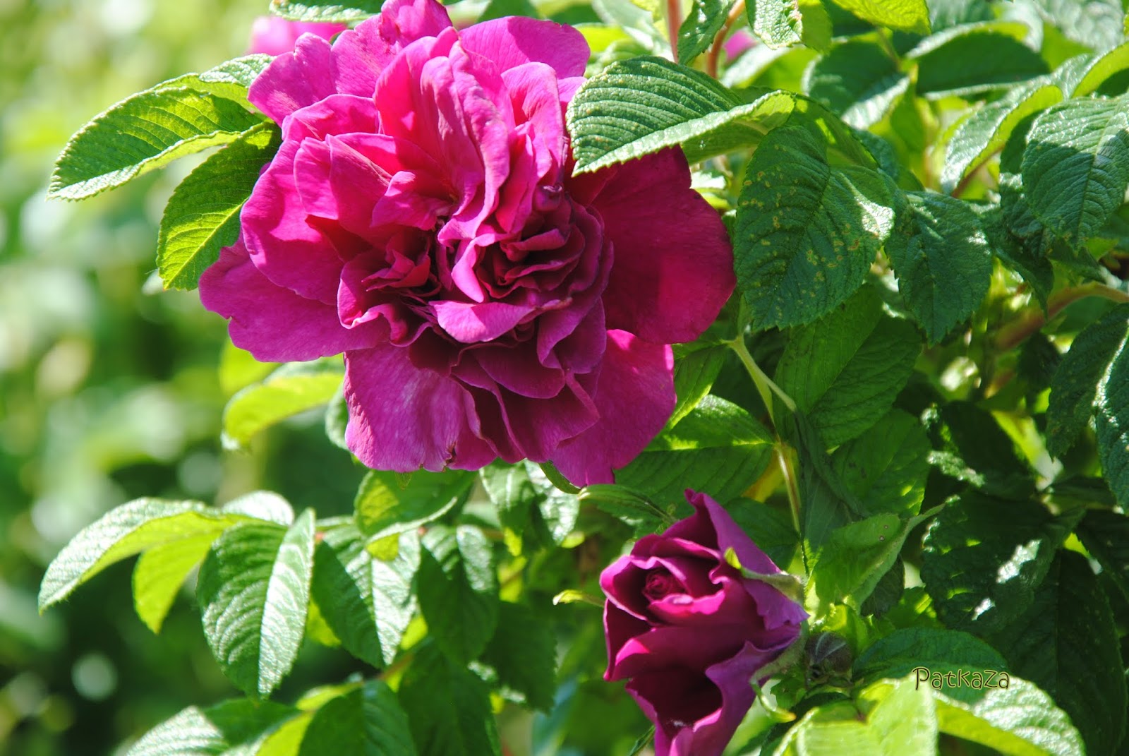 rosa rugosa HANSA