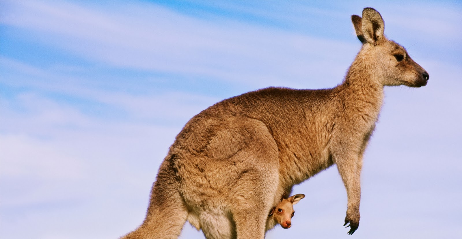 Australian kangaroo ~ Animal Pics On The World