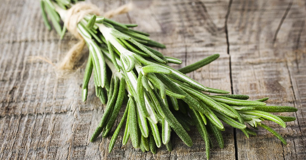Le romarin une plante merveilleuse qui combat la fatigue ~ Sport et Santé