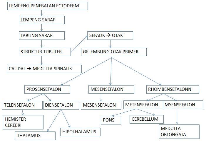 Anatomi Sistem Saraf Saraf Pusat (Part 1) ~ Patomedika