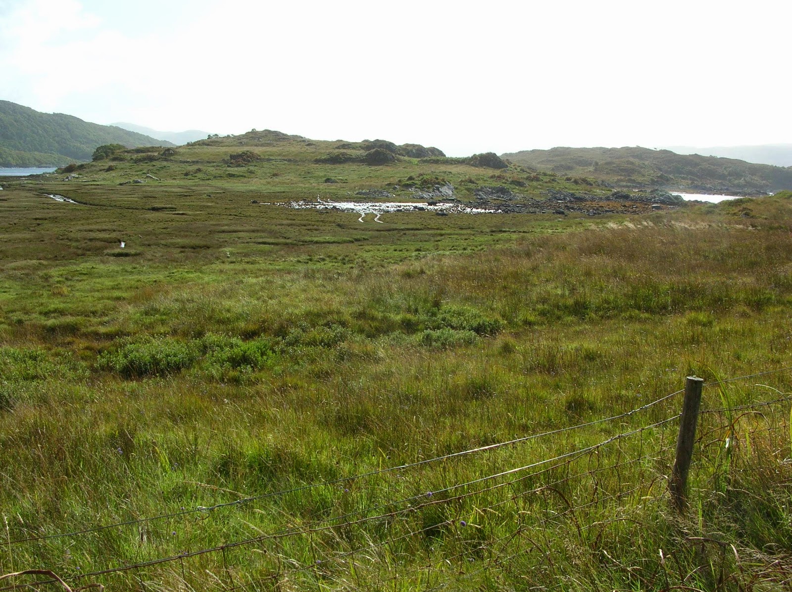 A lifetime of Islands: Island 268 - Eilean Mor, Glenborrodale ...