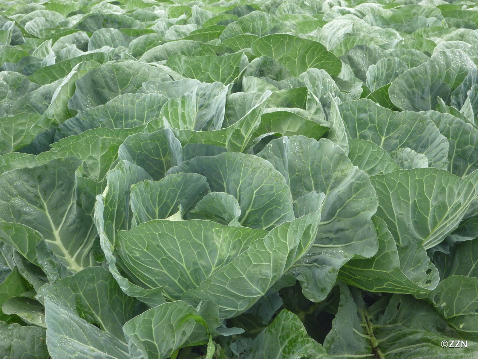 Visit Gunma!: Gunma Tours 1 - Blueberries, Soba, Lettuce