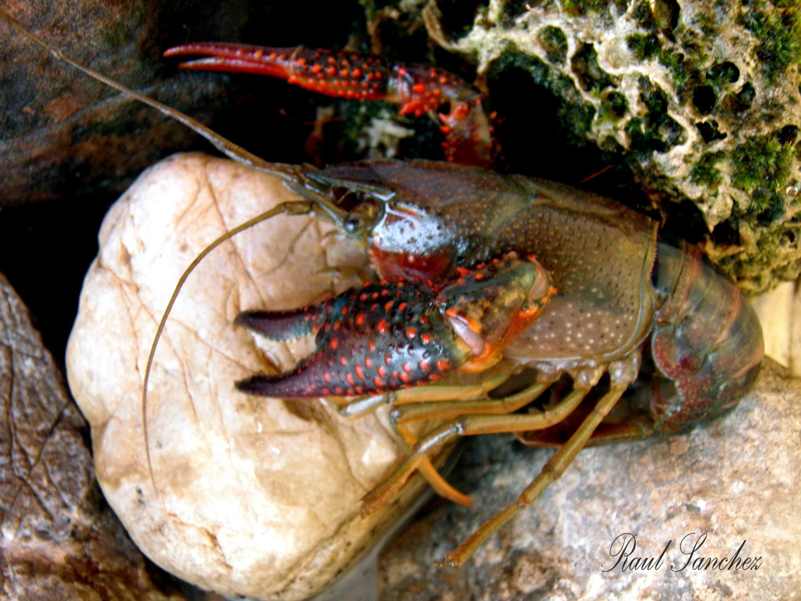 Naturaleza Viva : Cangrejo de río ( crustáceos decápodos )