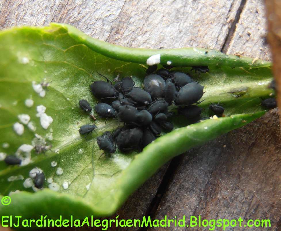 El jardín de la alegría : Pulgón negro (Aphis fabae) en Euonymus europaeus