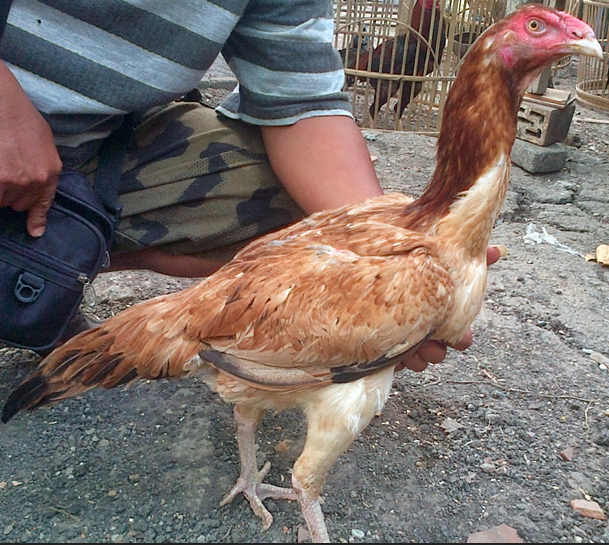 Cara Memilih indukan / Biang / Babon Cetak dan Unggul Sebagai Materi ...