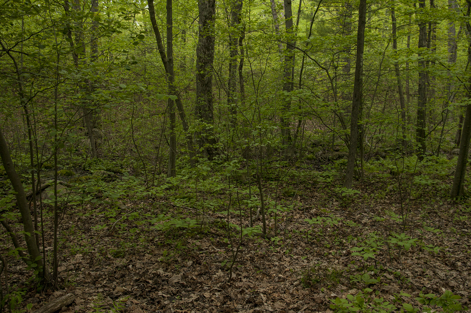 Nature photos from an Amateur Naturalist: Middlesex Fells Reservation ...