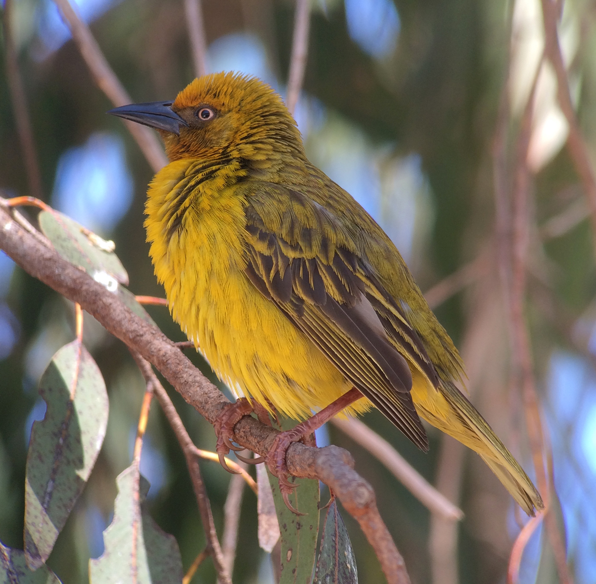 Follow The Sykes Birds: South Africa, Part 1: Cape Town to Karoo NP