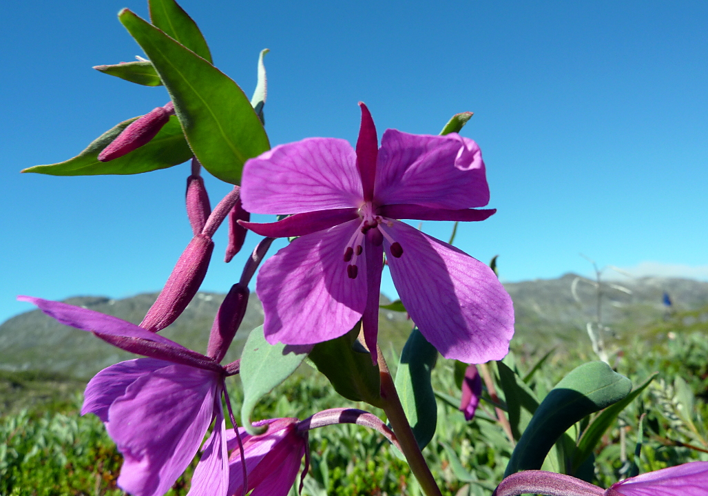 Another Side of this Life: Arctic Journey: Atammik and Fjords
