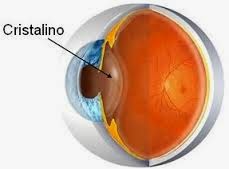 ASOCIACIÓN ESPAÑOLA CONTRA LAS MIODESOPSIAS: CONOZCAMOS NUESTROS OJOS ...
