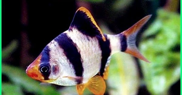 KOMUNITAS PENYULUH PERIKANAN: PENCEGAHAN DAN PENGENDALIAN HAMA PENYAKIT ...