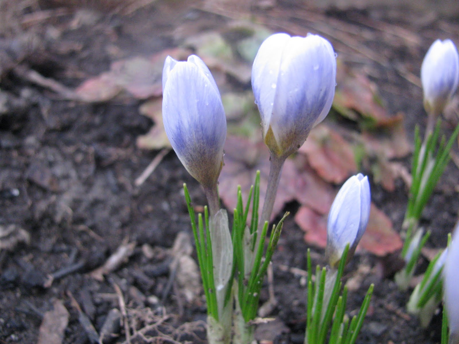 My Roots Run Deep (Original): Crocus Blue Pearl