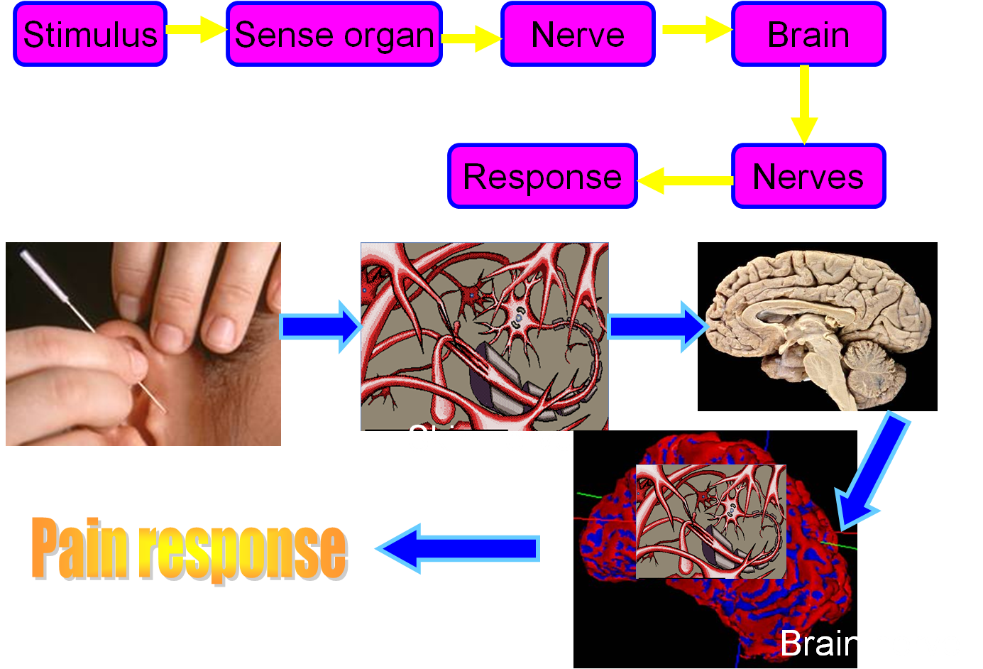 Diagram Of Sense Of Touch at Marjorie Lachance blog