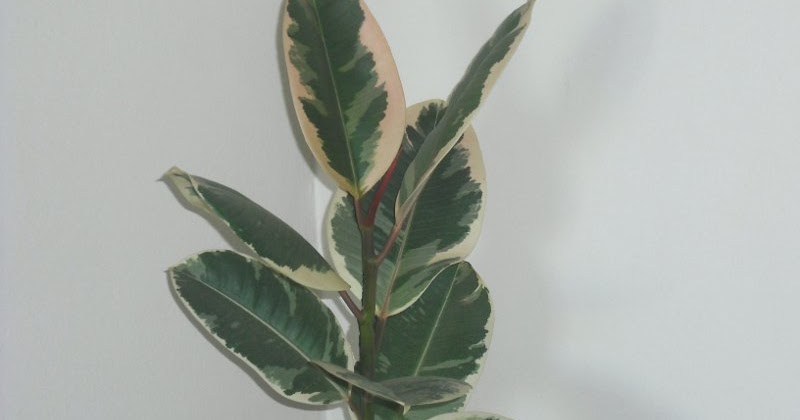 Ficus Elastica "Doescheri"