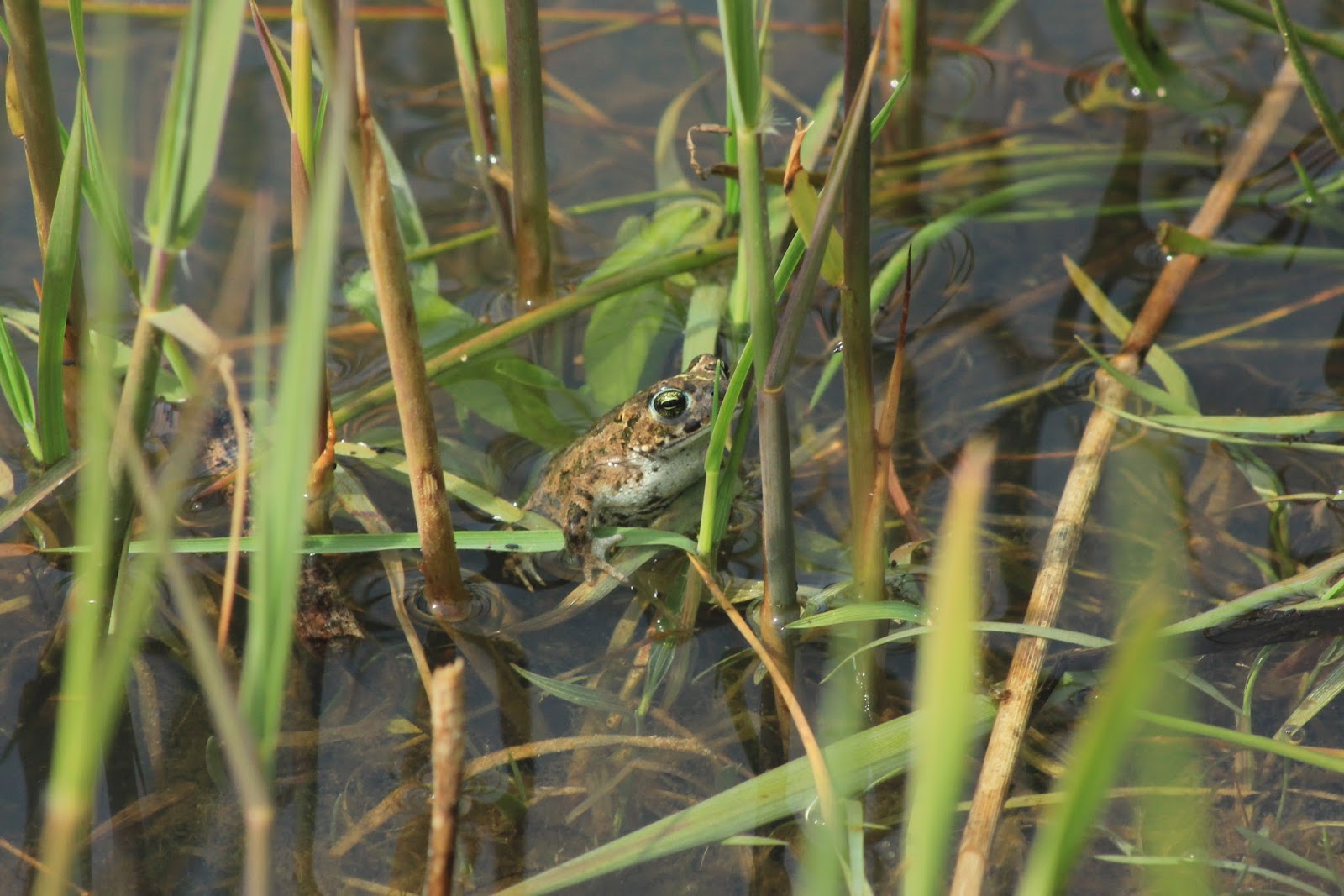 Holkham National Nature Reserve: Saving Private Natterjack