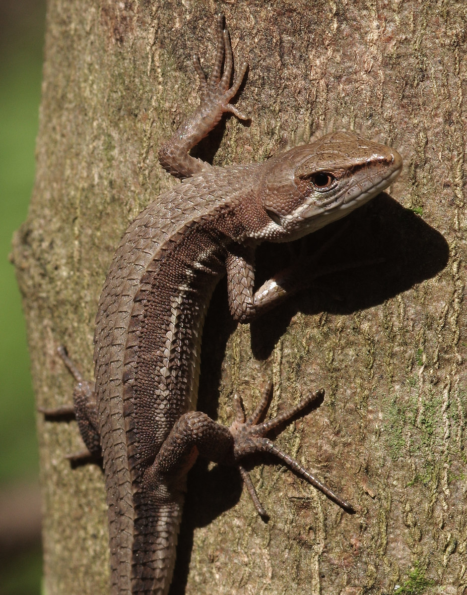 Wildeep's Illuminations: Kanahebi pt 2