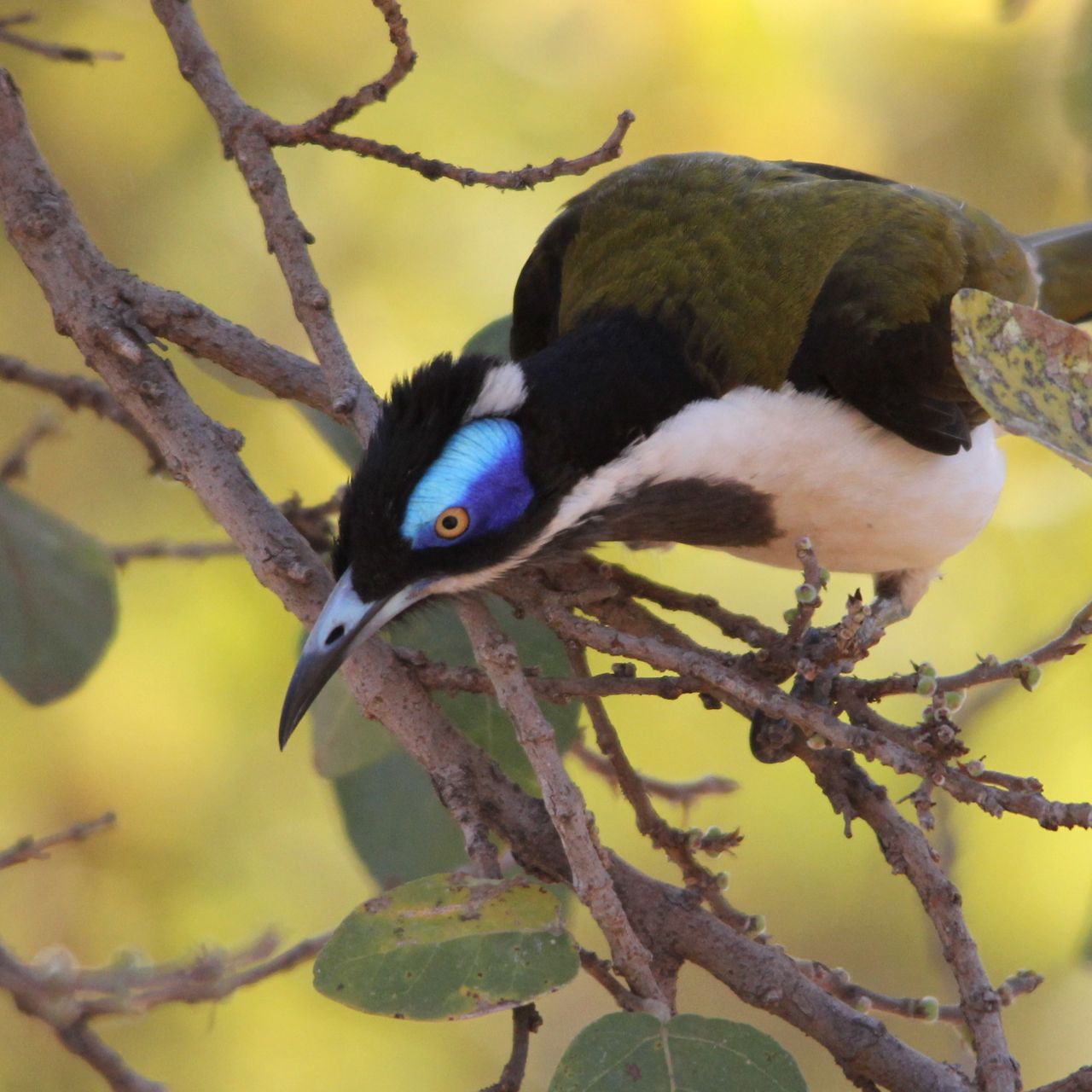 Pete's Flap Birding Aus: Mataranka birds