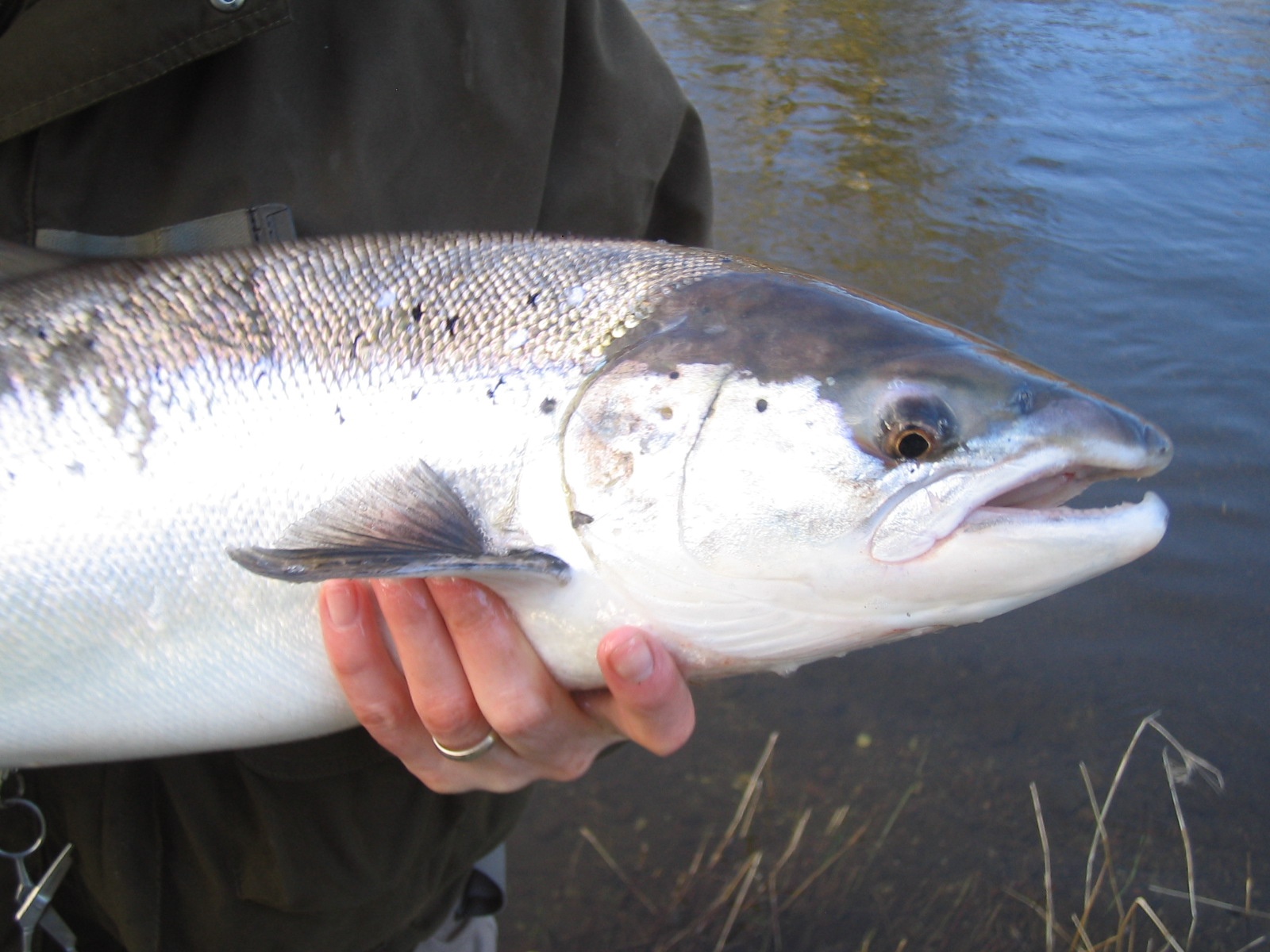 pescascozia: Una guida per principianti ai termini scozzese che ...