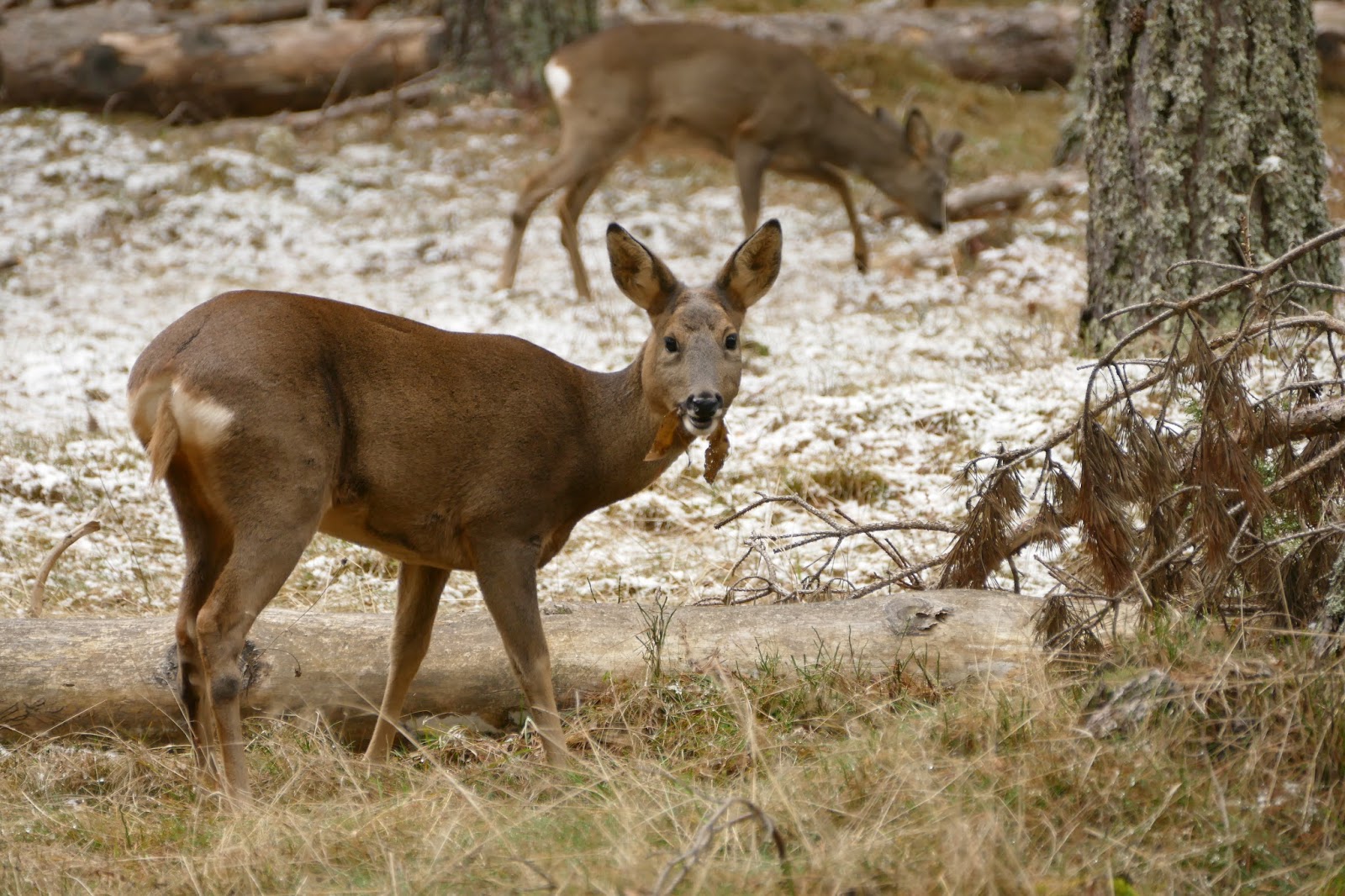 Le Blog "PYRENEES et NATURE" de Benjamin JOFFRE: 27 Janvier 2016: les ...