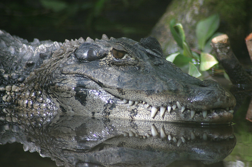 Black Caiman | The Life of Animals