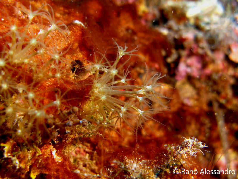 Necton e Plancton: Cnidari: Alcionario Verde