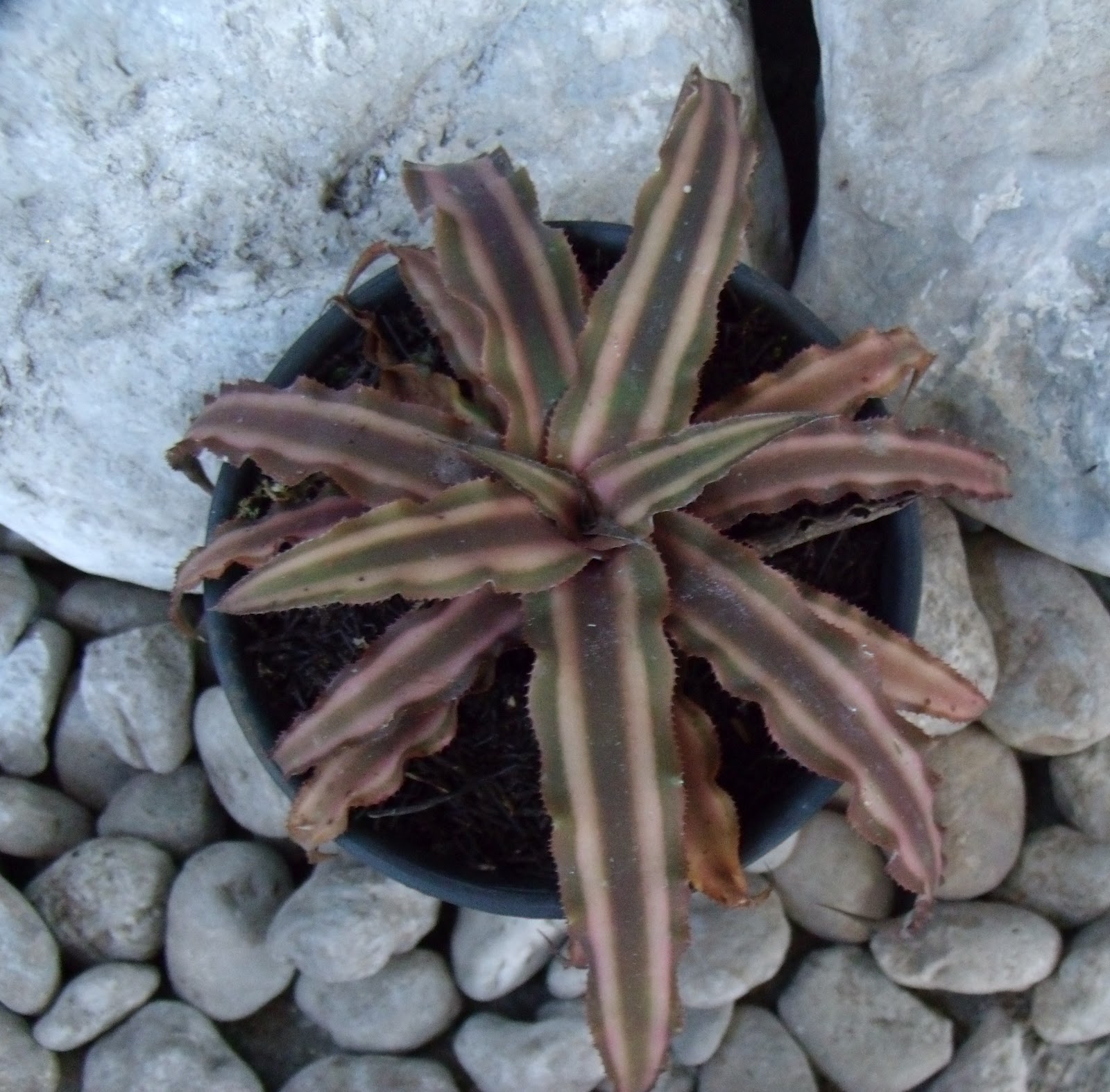 Simple Garden Thoughts: Loving the Cryptanthus