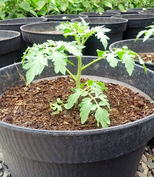 Cara Menanam Tomat Dalam Polybag | Tani Pratama