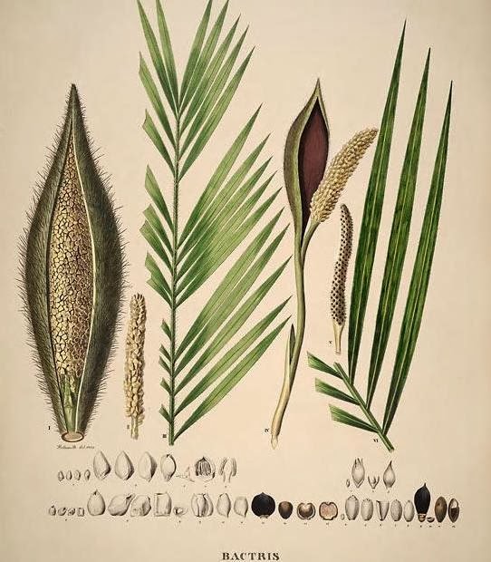 Viajantes: espécies de Bactris.