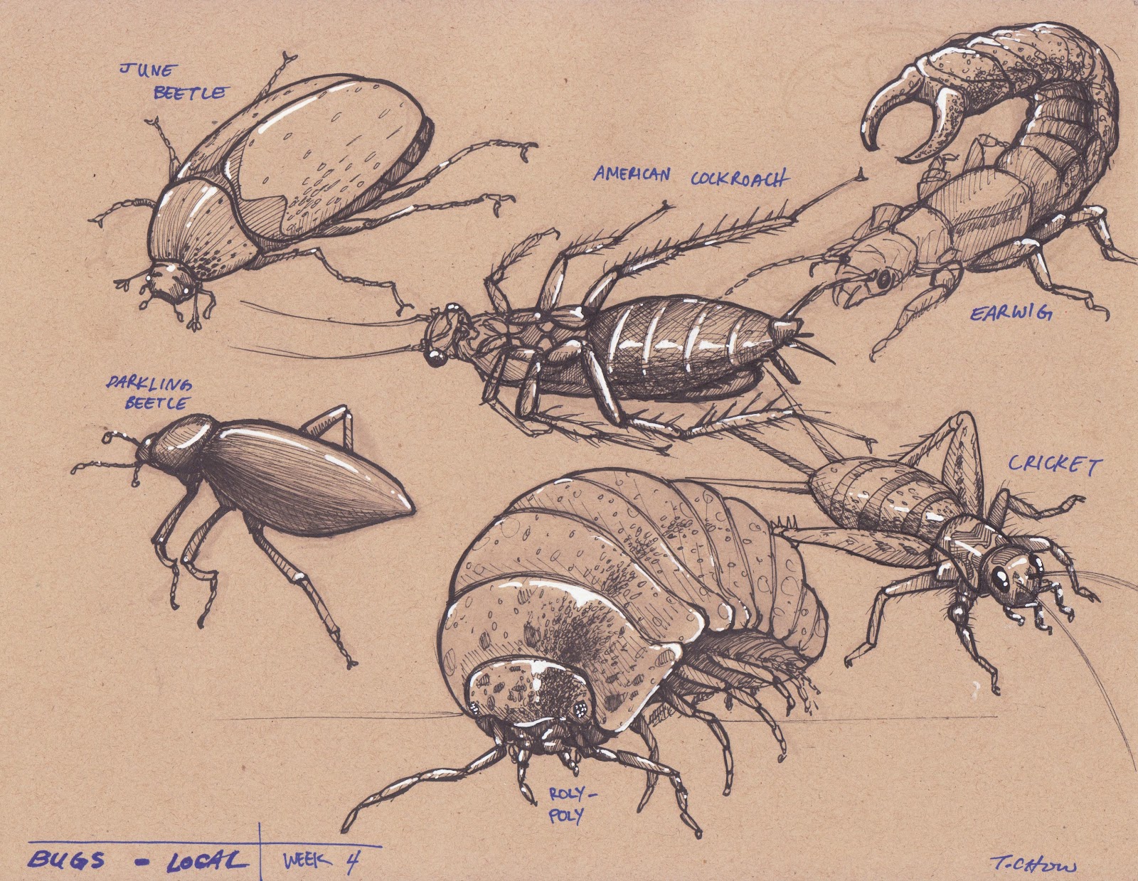 Tyler Chow: Dynamic Sketching - Week 4 - Insects