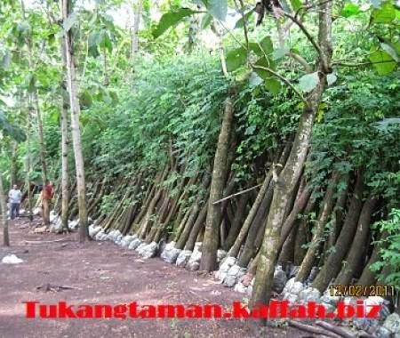 Penjual pohon trembesi | Lapak grosir tanaman pelindung | harga ...