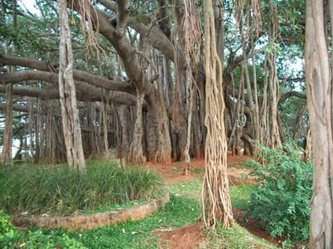 Prayanika - The Journey *******: Big Banyan Tree (Dodda Aalada Mara ...