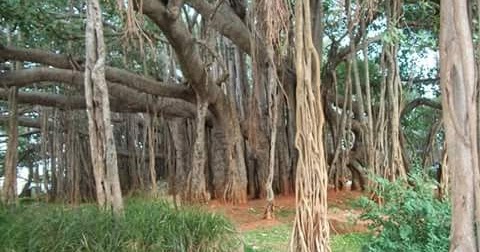 Prayanika - The Journey *******: Big Banyan Tree (Dodda Aalada Mara ...