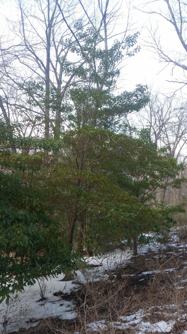 Future Plants by Randy Stewart: Wheel Tree