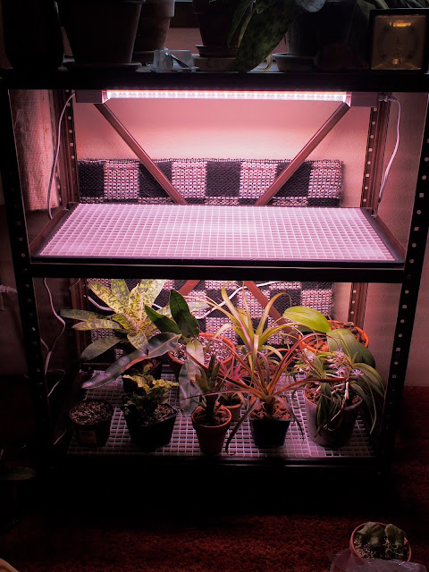 Indoor Gardening: DIY Humidity/Drip Trays