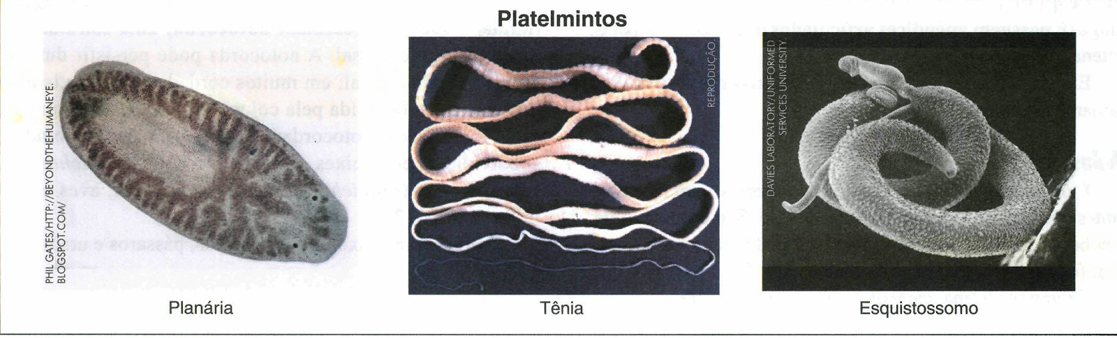 Platelmintos-